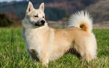 Top 90 Scandinavian Male And Female Dog Names