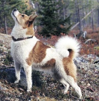 Top 90 Scandinavian Male And Female Dog Names