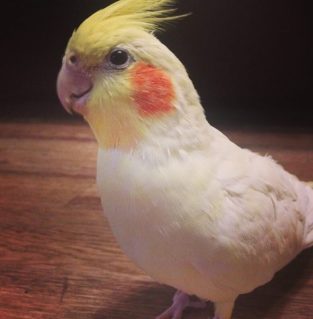 Top 500 Bird Names for Naming Your Pet Bird | PetPress