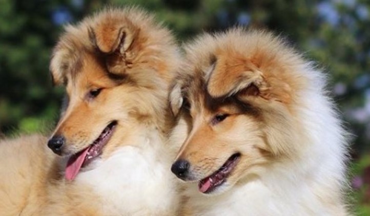 14 Tips For Choosing a Collie Puppy - PetPress