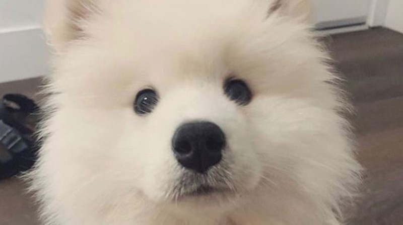 14 Interesting Facts About Samoyed Dogs | Page 2 of 3 | PetPress
