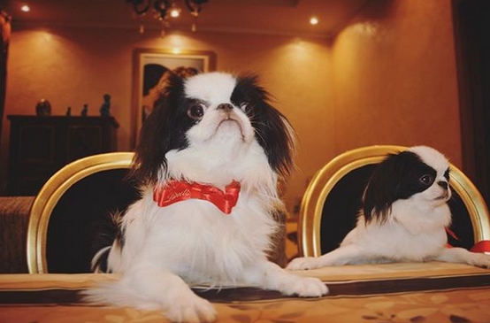 14 Funny Pics Proving That Japanese Chin are True Gourmets | PetPress