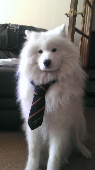 The Next 15 Most Fashionable Samoyed Dogs | Page 2 of 3 | PetPress