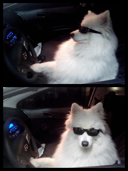 The Next 15 Most Fashionable Samoyed Dogs - PetPress