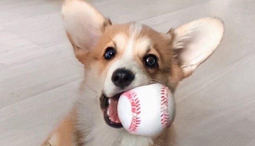 14 Funny Pictures That Will Show You Advantages of Being Corgi Owners ...