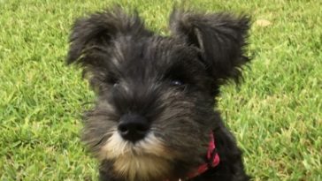 14 Schnauzer Pictures That Will Brighten Your Day | PetPress