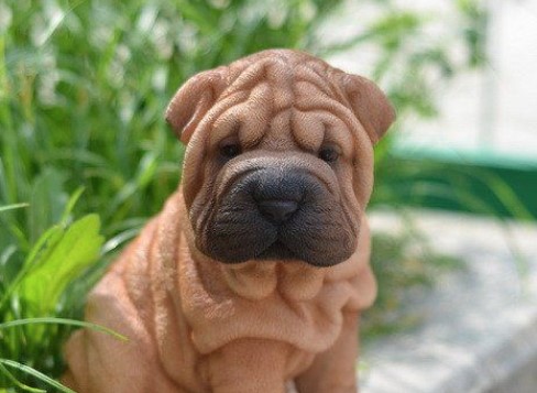 14 Friendly Facts About the Shar-Pei | Page 3 of 4 | PetPress
