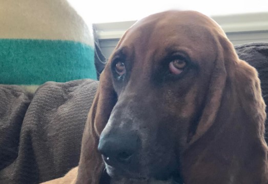 14 Amazing Facts About Basset Hounds - PetPress