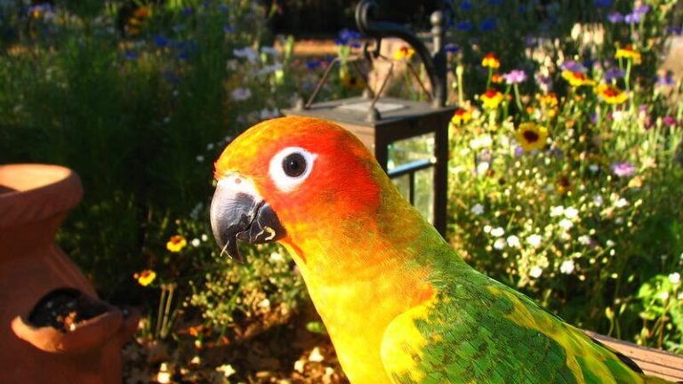 Parrot Names – The 500 Most Popular Names for Parrots | PetPress