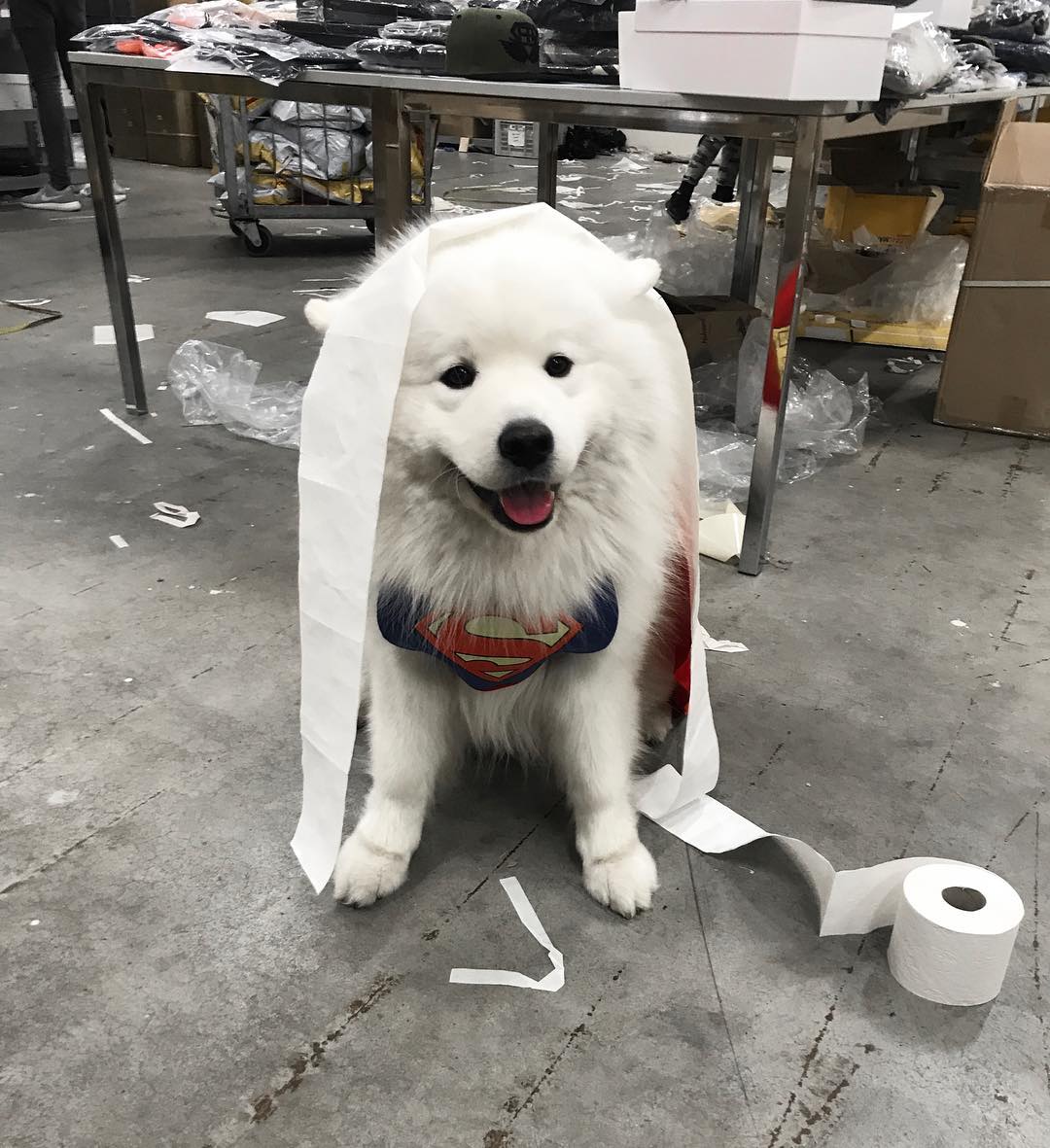 14 Pictures Of Samoyed Dogs That Can Cheer You Up - PetPress