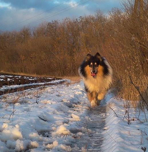 14 Wonderful Pictures Explaining Why Collies Love Winter | Page 2 of 3 ...