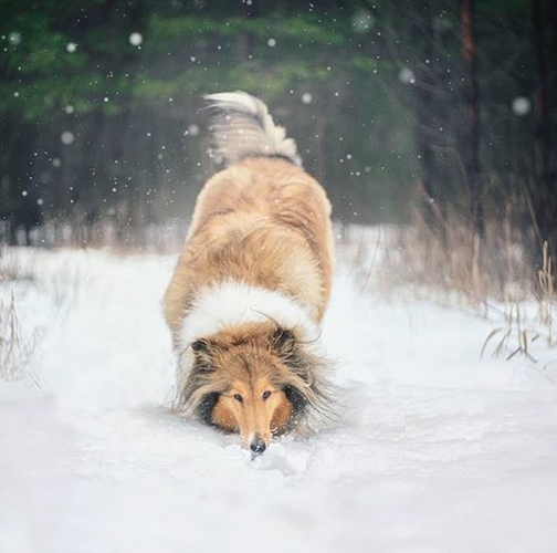 14 Wonderful Pictures Explaining Why Collies Love Winter | Page 2 of 3 ...