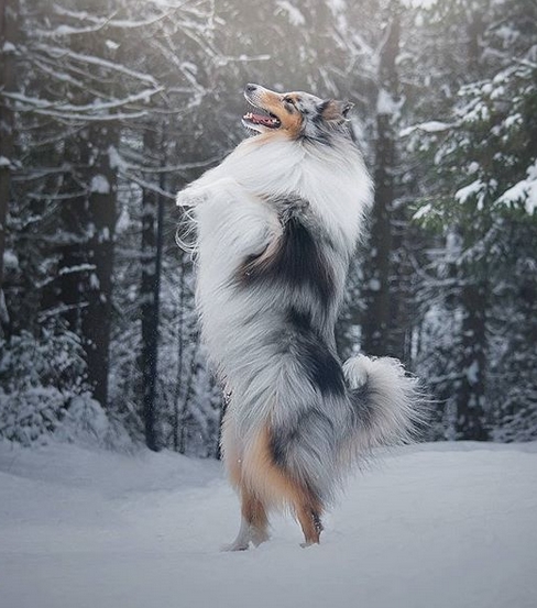 14 Wonderful Pictures Explaining Why Collies Love Winter | Page 2 of 3 ...