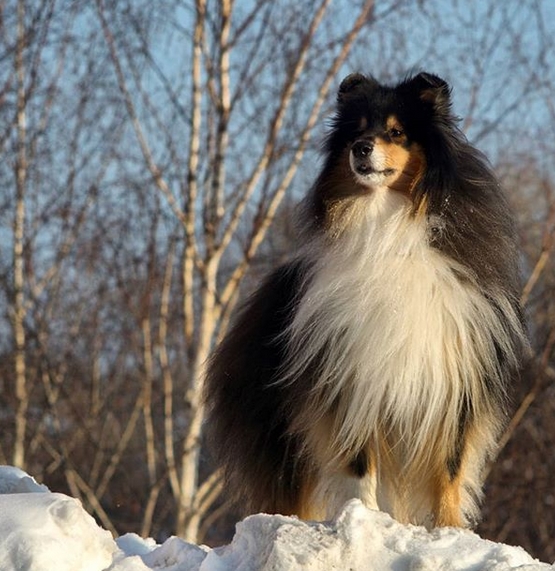 14 Wonderful Pictures Explaining Why Collies Love Winter | Page 2 of 3 ...