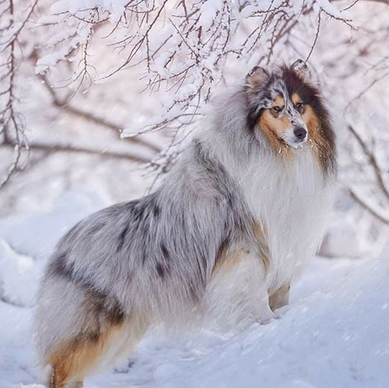 14 Wonderful Pictures Explaining Why Collies Love Winter | Page 2 of 3 ...