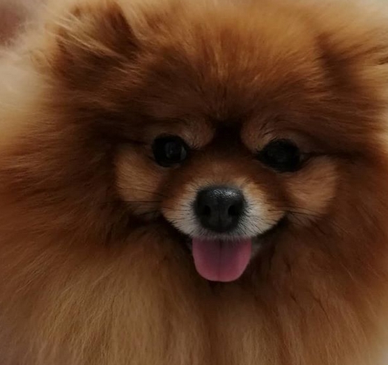 Over 100 Stunning Dog Name Ideas for Female Dogs - PetPress