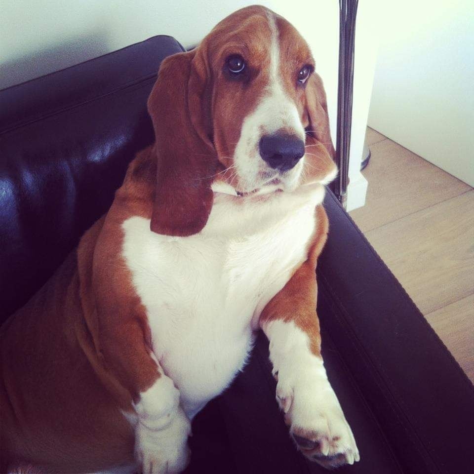 14 Amazing Facts About Basset Hounds | Page 2 of 4 | PetPress