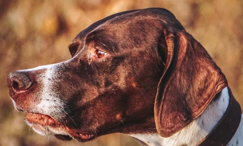 14 Incredible Facts About English Pointers - PetPress