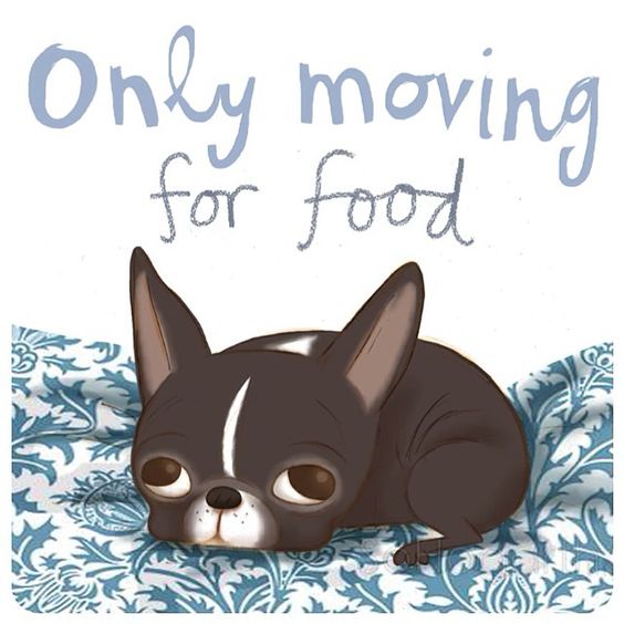 15 Funny Boston Terrier Pictures That Will Make You Love Them Even More ...