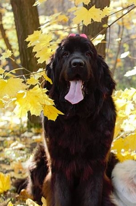 14 Inspiring Pictures of Newfoundland Dogs Being Outside - PetPress