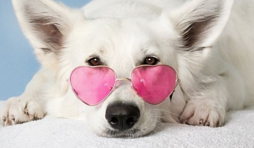 50 Stylish Dog Names for Fashionable Puppies