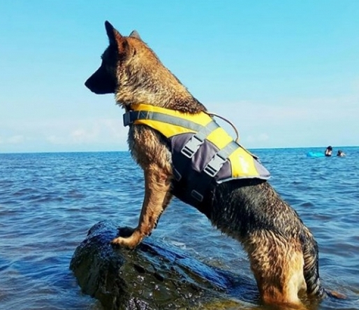 Over 200 Brave Dog Names for Rescue Dogs - PetPress