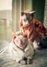 These 15 Sphynx Cats Are So Stylish They Will Make You Look Bad | Page ...