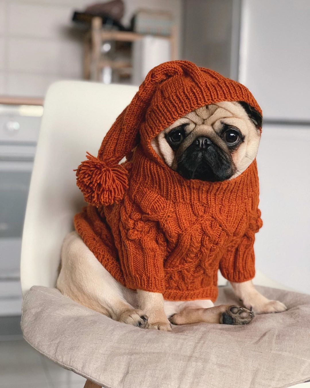 14 Super Cute Pug Pictures To Make Your Day - PetPress
