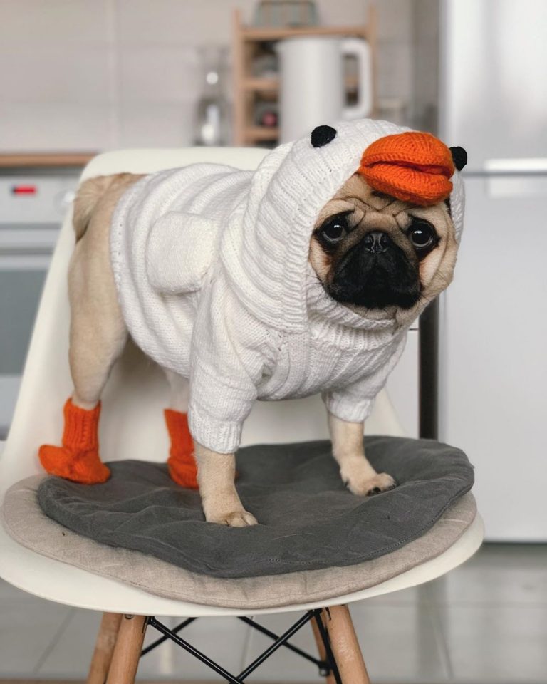 14 Super Cute Pug Pictures To Make Your Day - PetPress
