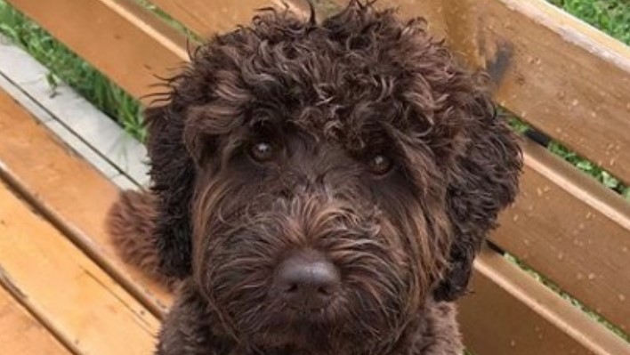 14 Funny Labradoodle Memes That Will Make Your Day Brighter! - PetPress
