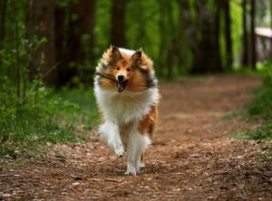 14 Tips For Choosing a Collie Puppy | PetPress