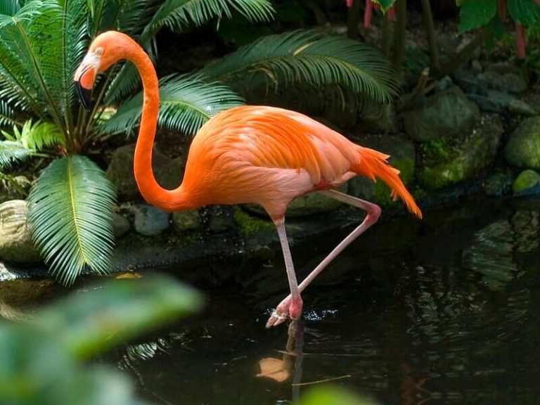 Top 320+ Best Names for Flamingos | PetPress