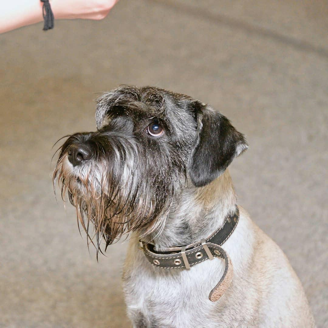 15 Reasons to Have Schnauzers in Your House