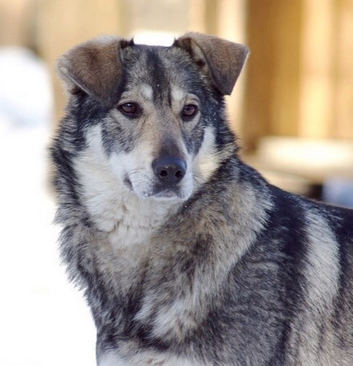 30 Interesting Dog Names for Grey or Silver Puppies | PetPress