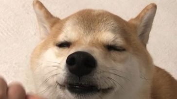 15 Pictures That Proving Shiba Inu are The Happiest Dogs In The World ...
