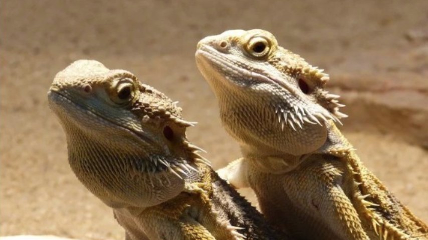 14 Exotic Pets and Where They Are Legal to Own - PetPress