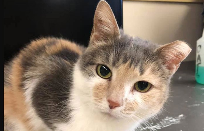 Prisoners and Cats: in the United States Launched a New Program for the ...