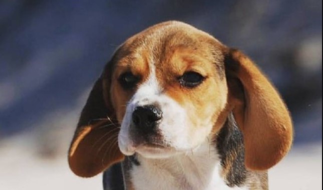 14 Lovely Beagle Pics To Prove That They Are The Best - PetPress