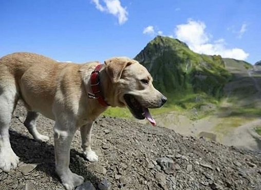 The 15 Happiest Labradors Will Make Your Day | Page 2 of 3 | PetPress