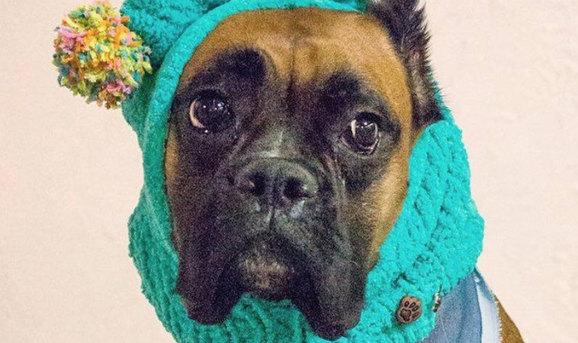 16 Photos That Will Tell How Boxers Love Spending Their Winter Holidays ...