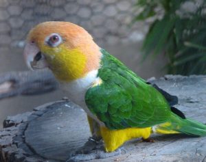 Top 500 Most Popular Male Bird Names | PetPress