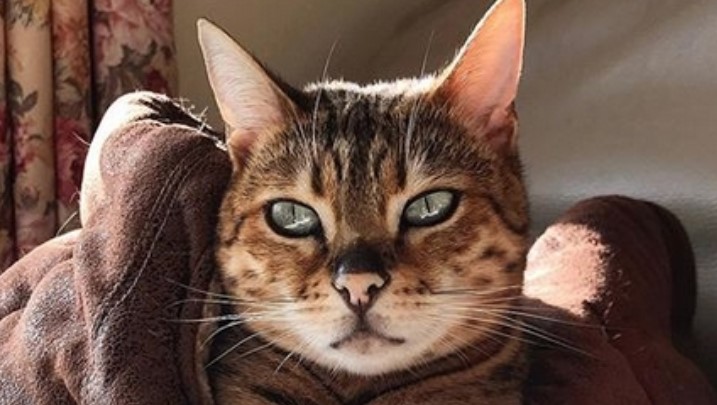 14 Funny Pictures of Bengal Cats Who Will Never Miss Their Chance to ...