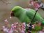 Green Bird Names - 70 Inspiring Ideas for Naming Your Green Bird - PetPress