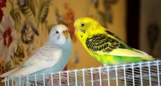 Parakeet Names – The 500 Most Popular Names for Parakeets | PetPress