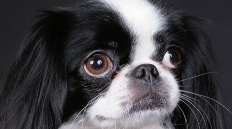 The 14 Cutest Japanese Chin Who Will Melt Your Heart! - PetPress