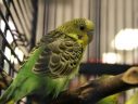 Parakeet Names – The 500 Most Popular Names for Parakeets