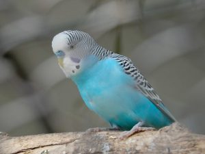 Parakeet Names – The 500 Most Popular Names for Parakeets