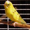 Parakeet Names – The 500 Most Popular Names for Parakeets