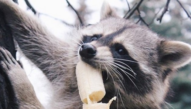 14 Funny Pictures Proving That Raccoons are True Gourmets - PetPress