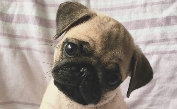 14 Photos That Proving Pugs are the Cutest Dogs in the World - Page 2 ...